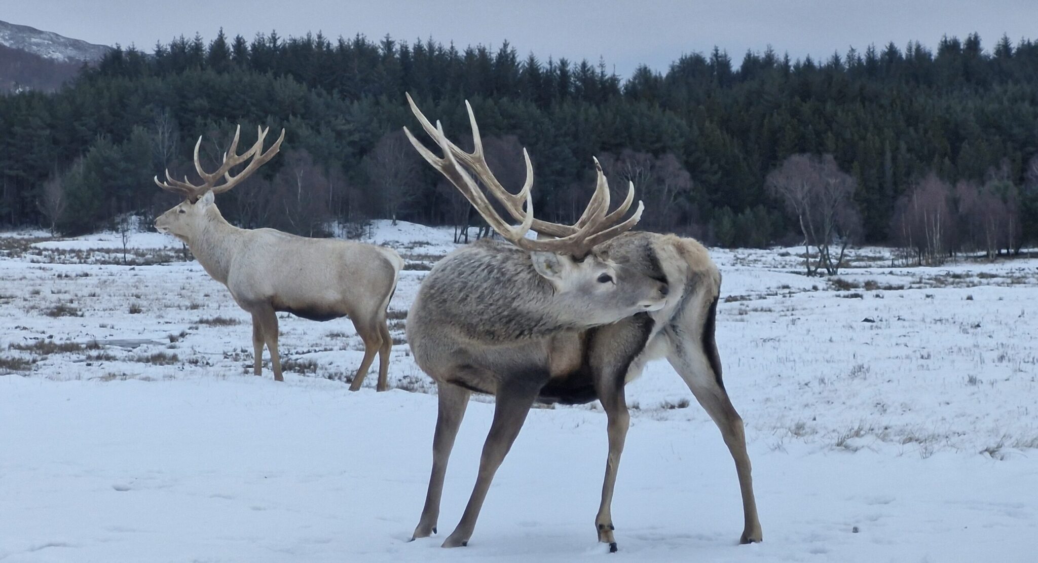 Why welfare matters – Evidence-Based Resources for Assessing Animal Welfare